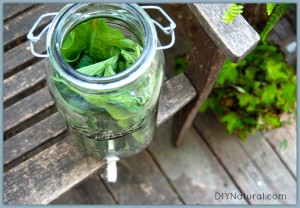 Compost Tea Recipe Made Using Comfrey