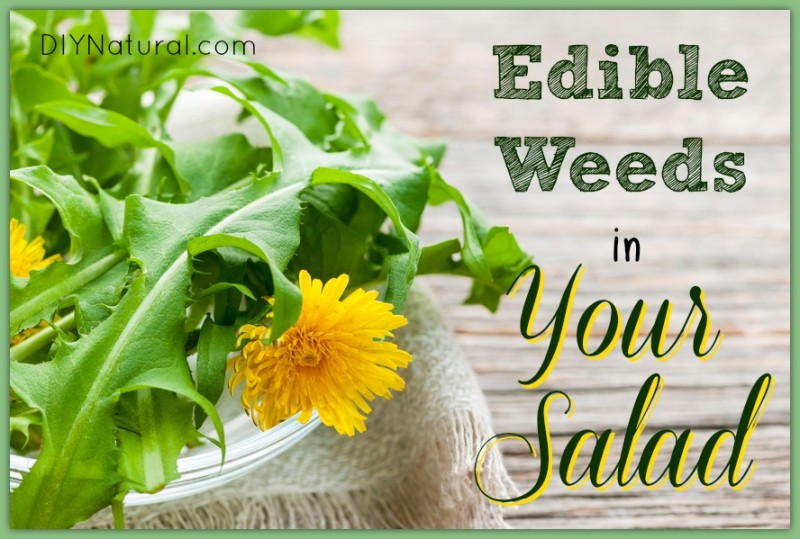 Edible Weeds - How to Pick a Delicious Weed Salad for Dinner
