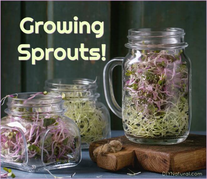 Growing Sprouts: How and Why You Should be Growing & Eating Sprouts!