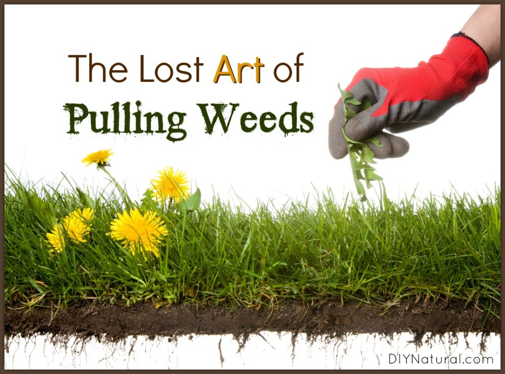 Learning How To Weed Properly Is A Skill All Gardeners Need