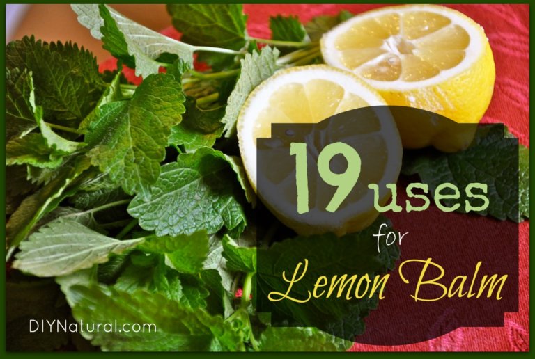 Lemon Balm Uses - A Great Herb For Health Beauty and More