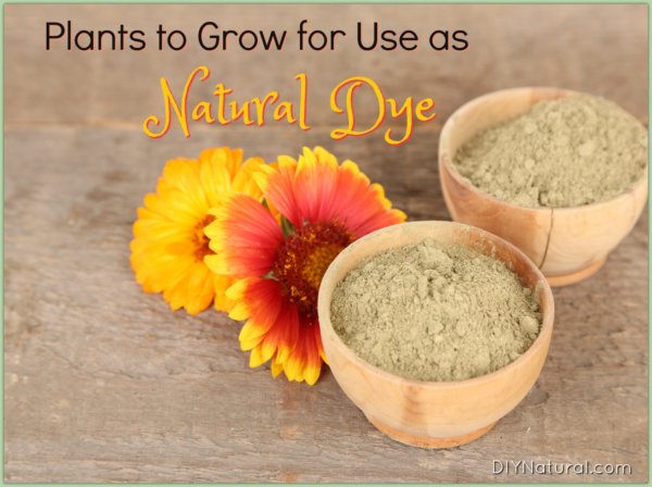 Natural Dye: Plants You Can Grow To Color Things Naturally