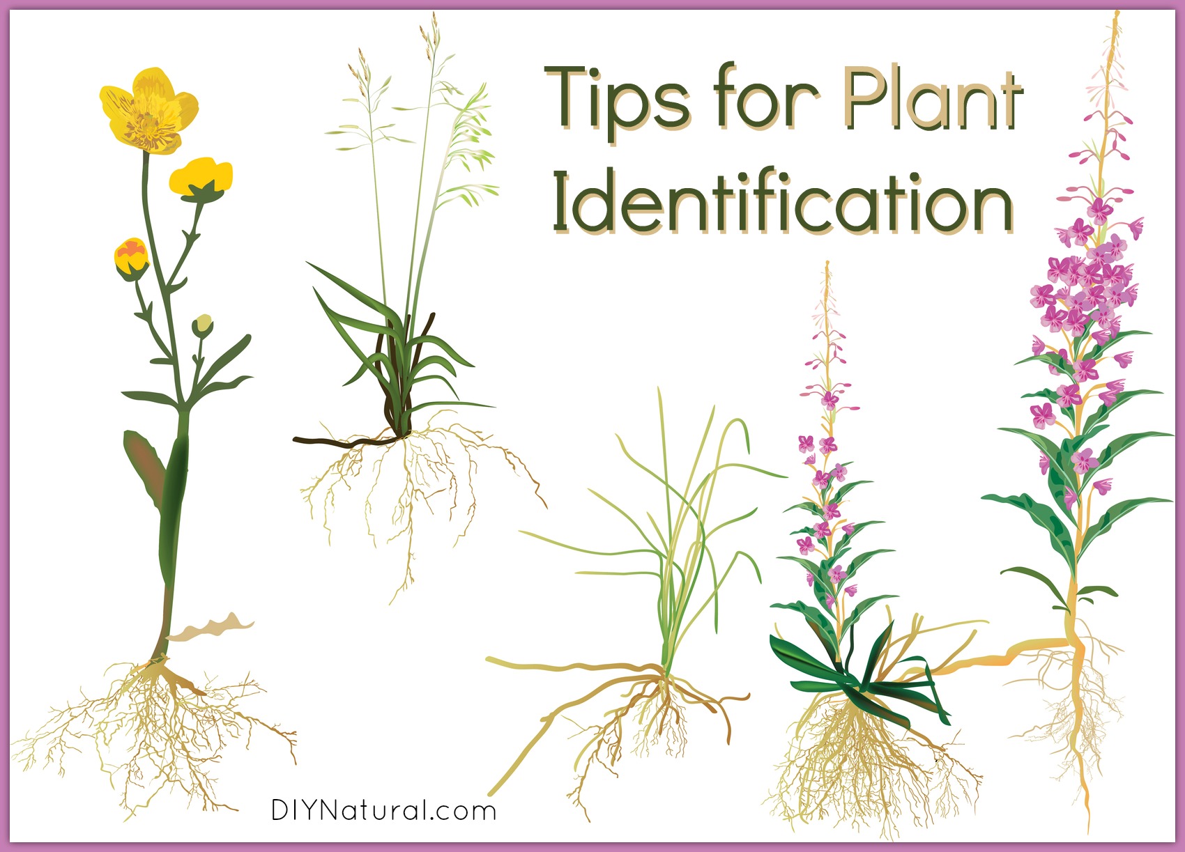 Plant Identification Tips To Help Improve Plant Recognition Plant Identification Tips To Help Improve Plant Recognition