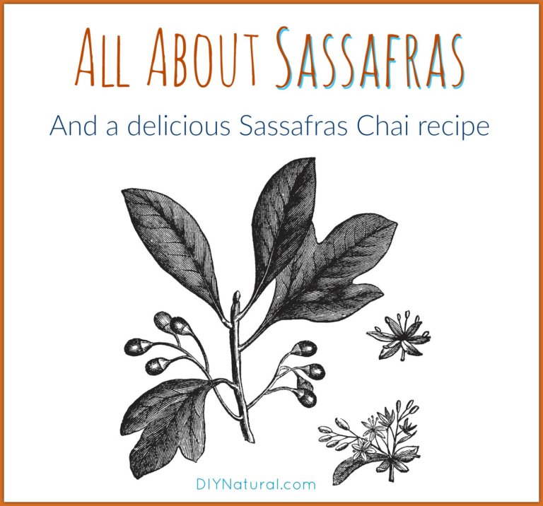 All About Sassafras and a Homemade Sassafras Chai Recipe