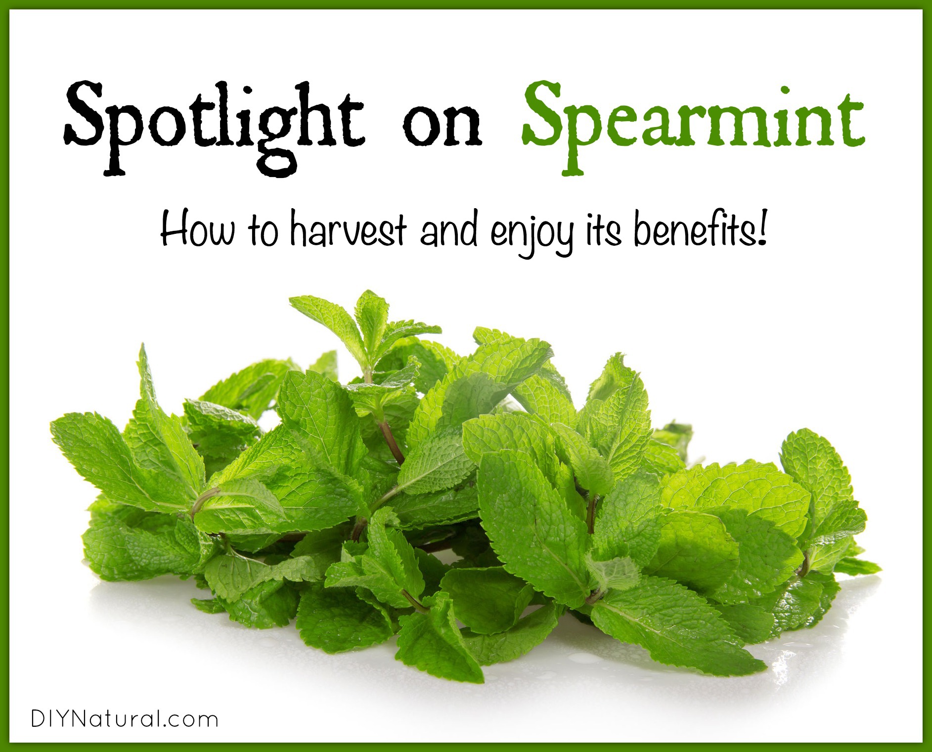 Spotlight On Spearmint Benefits And How To Use It