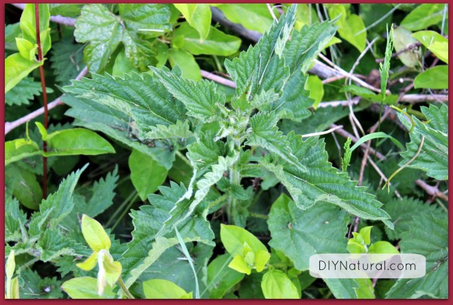 Stinging Nettle Identification: How To Identify, Harvest, Prepare, and ...