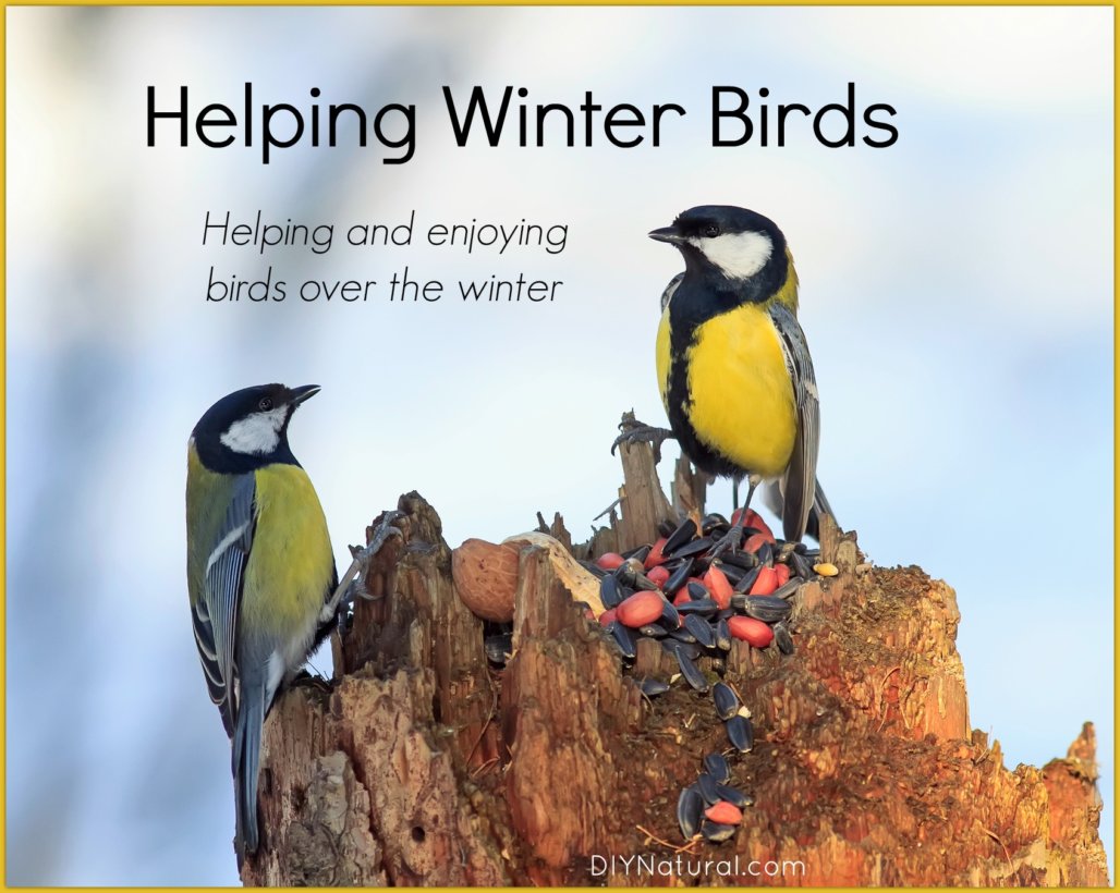 Winter Birds: Surprising Ways to Help Local Birds Over Winter